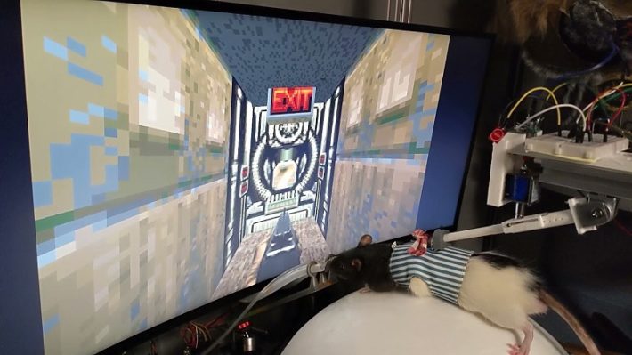 Des rats apprennent à jouer à DOOM et à tirer sur les ennemis